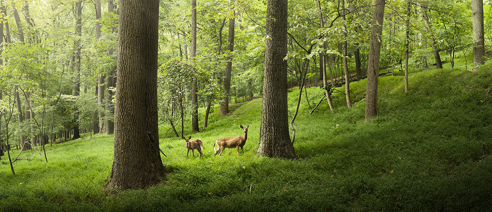 TRICO® - Effective Deer Repellent